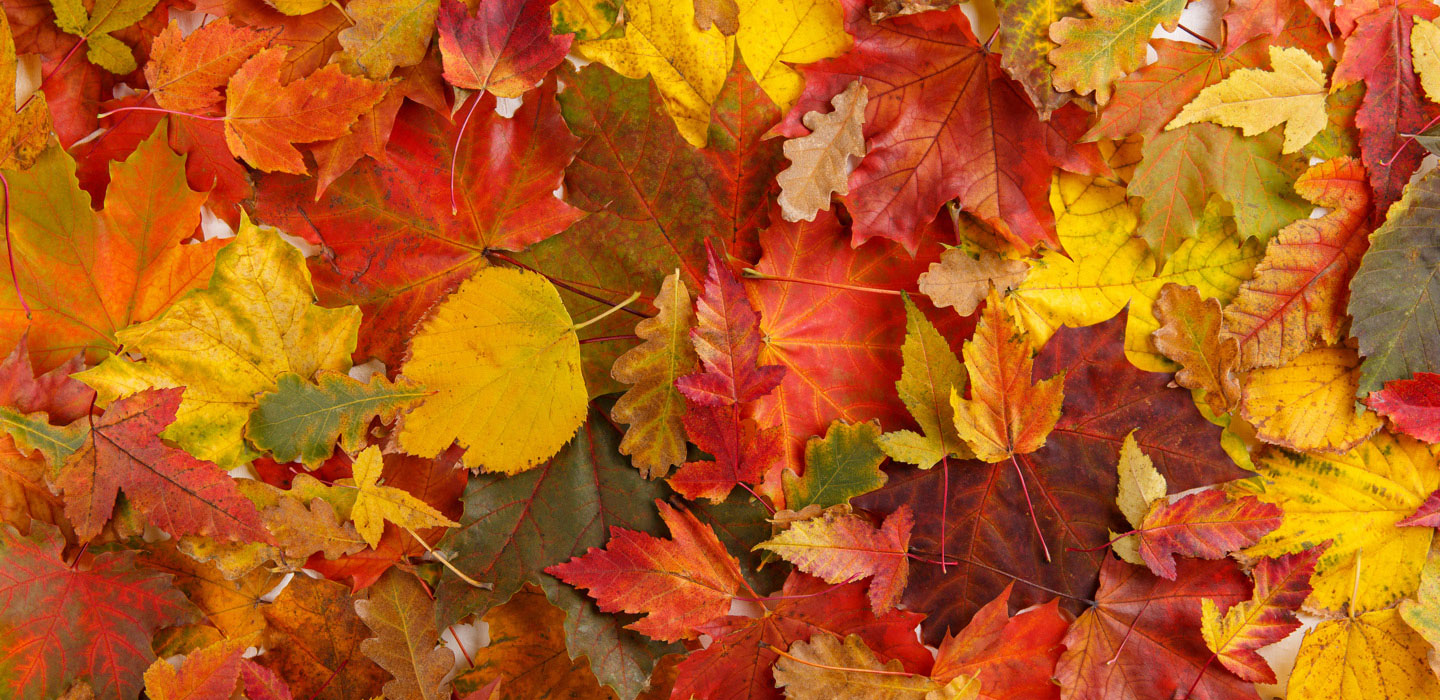 Fall deals - American Airlines AAdvantage eShopping